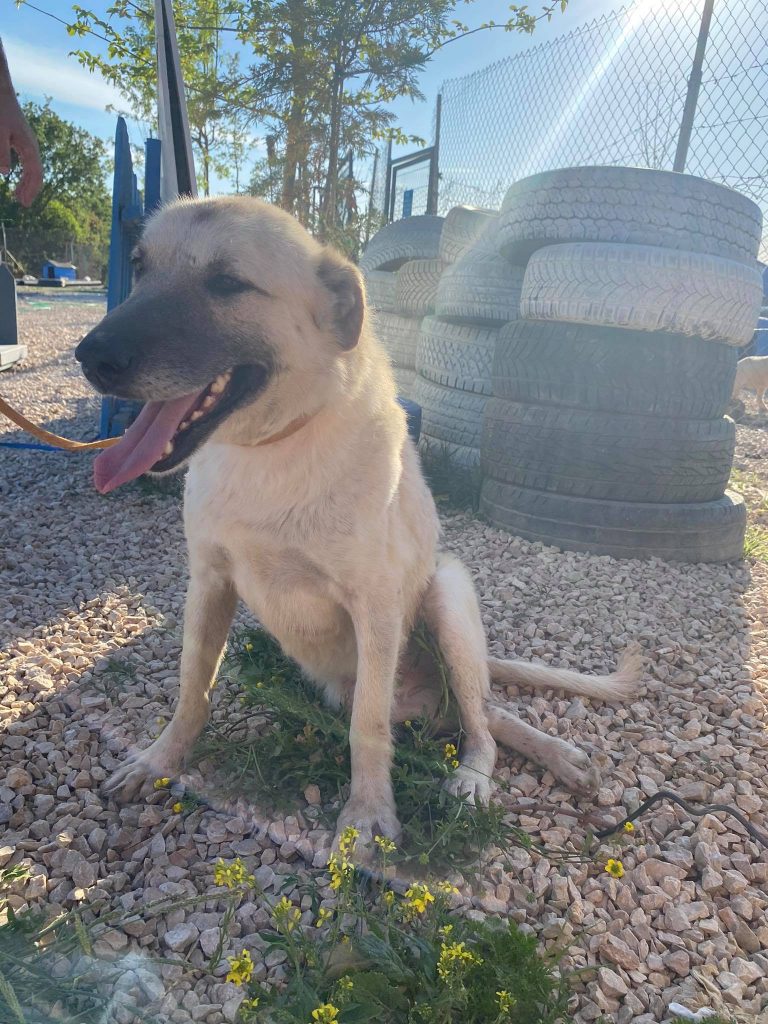 Rescuers Without Borders